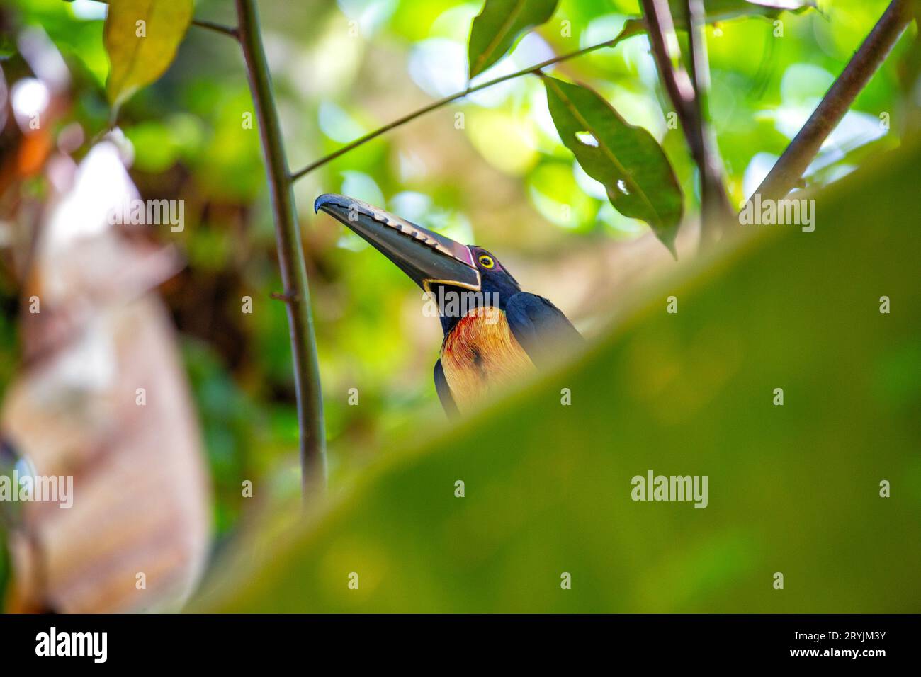 The Collared Acari, scientifically known as Accipiter cirrocephalus, is ...