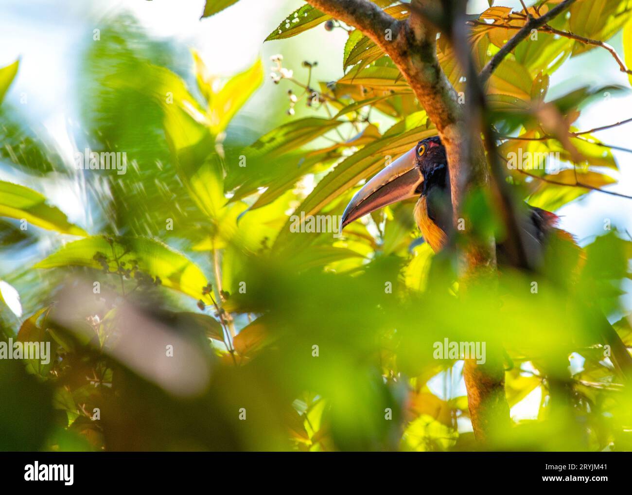 The Collared Acari, scientifically known as Accipiter cirrocephalus, is ...