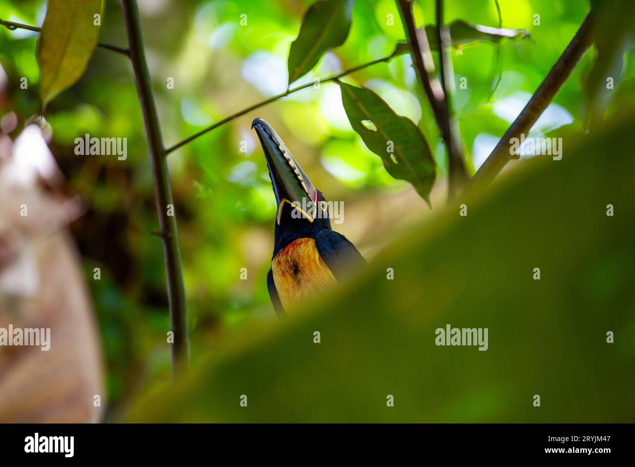 The Collared Acari, scientifically known as Accipiter cirrocephalus, is ...