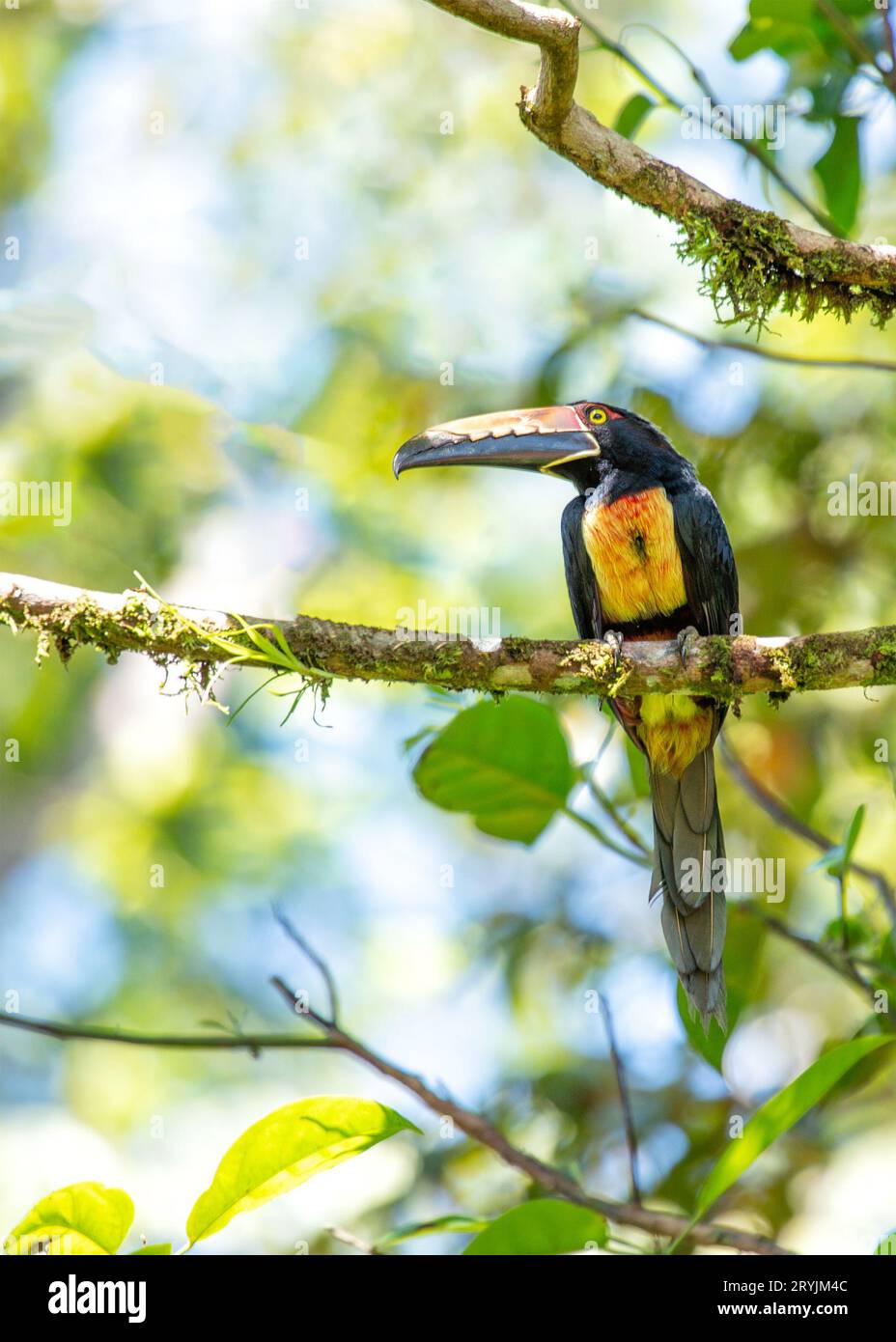 The Collared Acari, scientifically known as Accipiter cirrocephalus, is ...