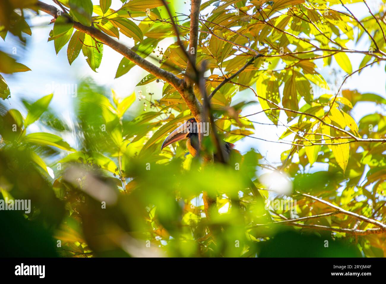 The Collared Acari, scientifically known as Accipiter cirrocephalus, is ...
