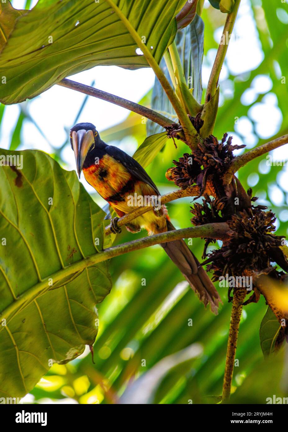 The Collared Acari, scientifically known as Accipiter cirrocephalus, is ...