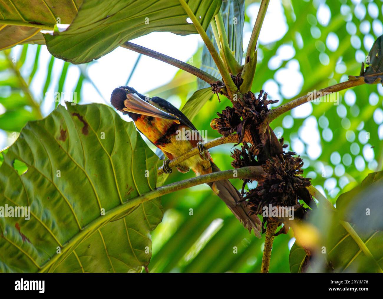The Collared Acari, scientifically known as Accipiter cirrocephalus, is ...