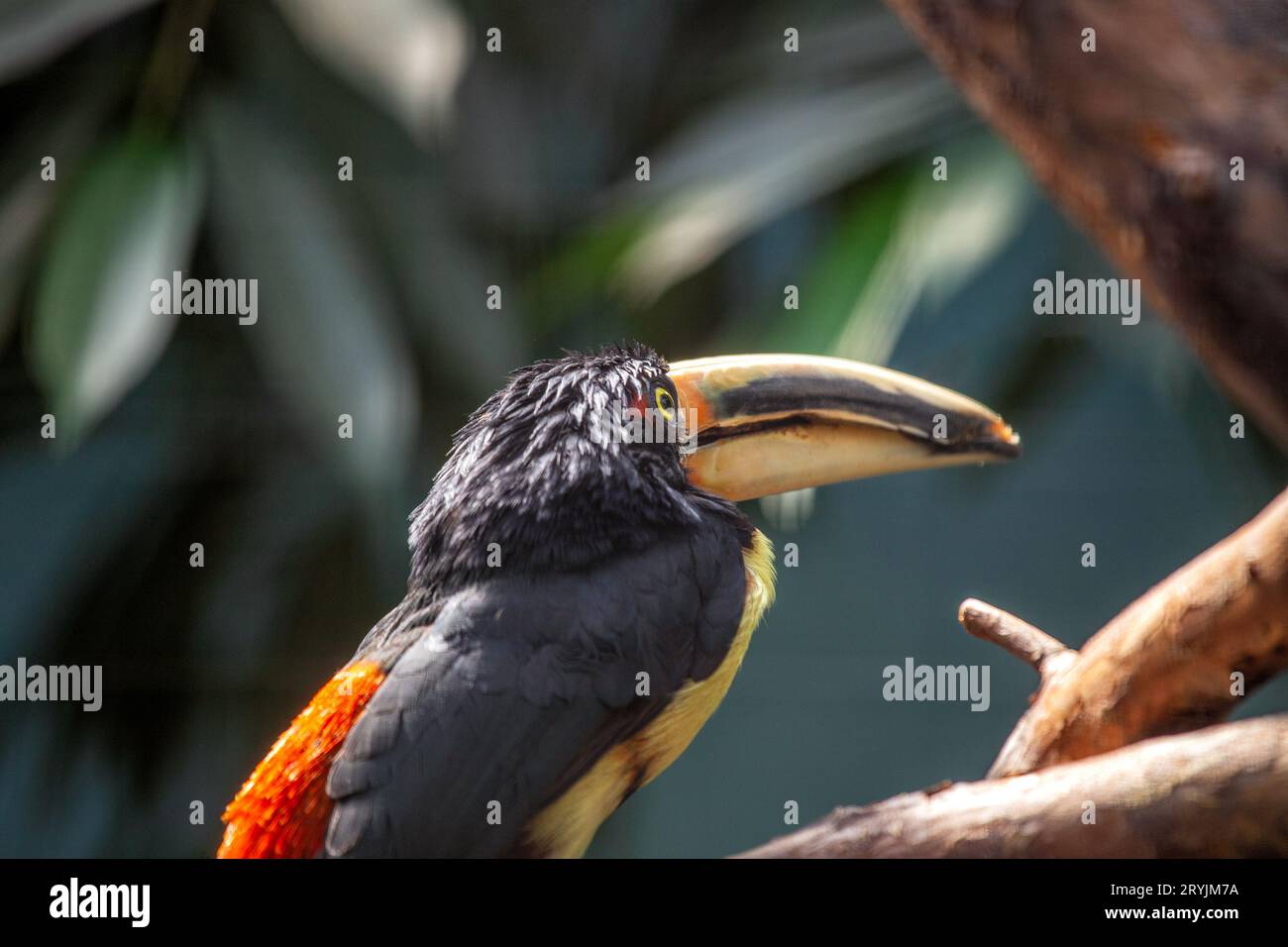 The Collared Acari, scientifically known as Accipiter cirrocephalus, is ...