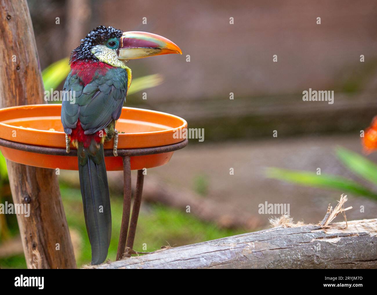 The Curl-crested Aracari (Pteroglossus beauharnaesii) from South ...