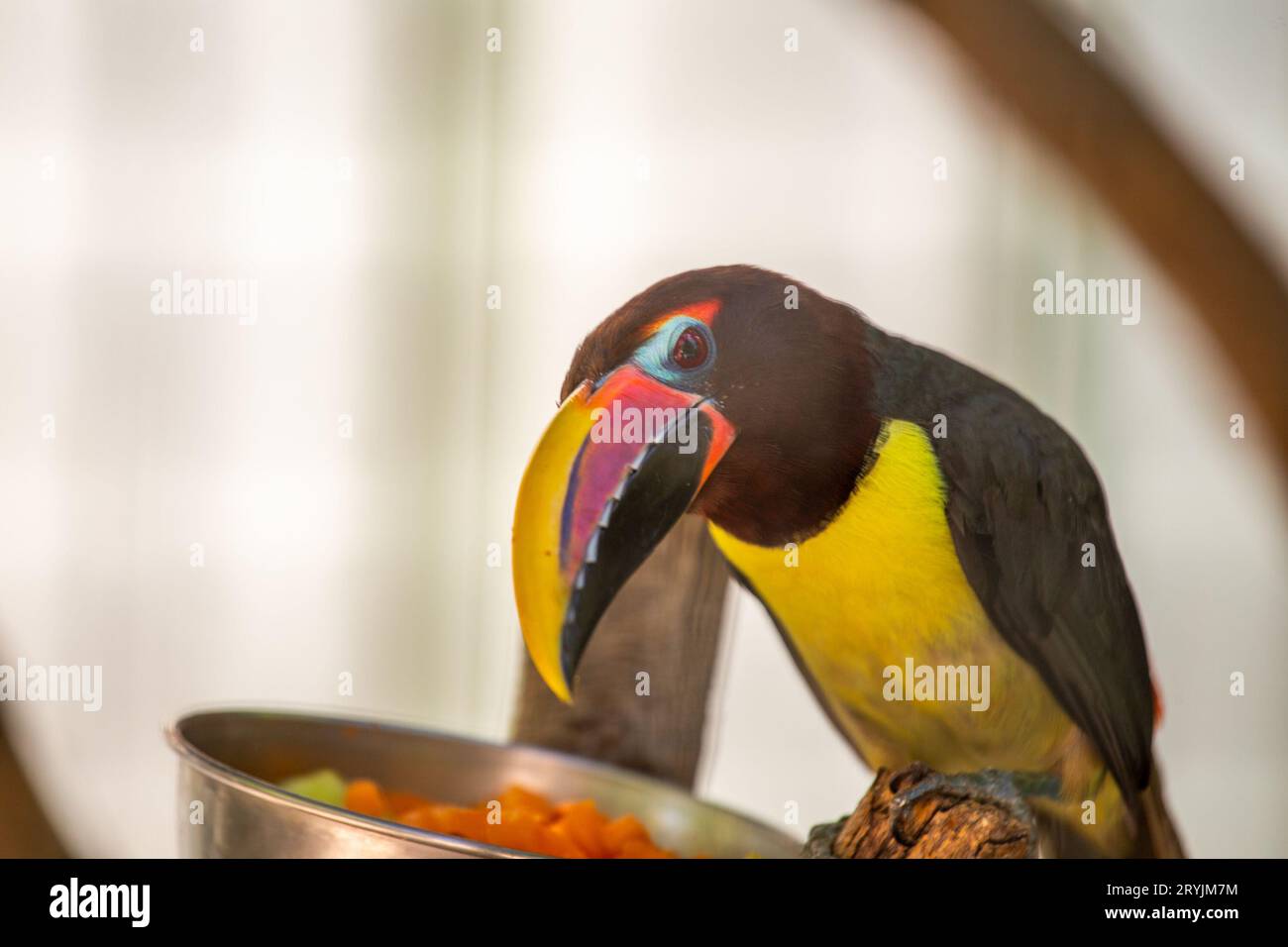 The Green Aracari (Pteroglossus viridis) is a vibrant toucan native to ...