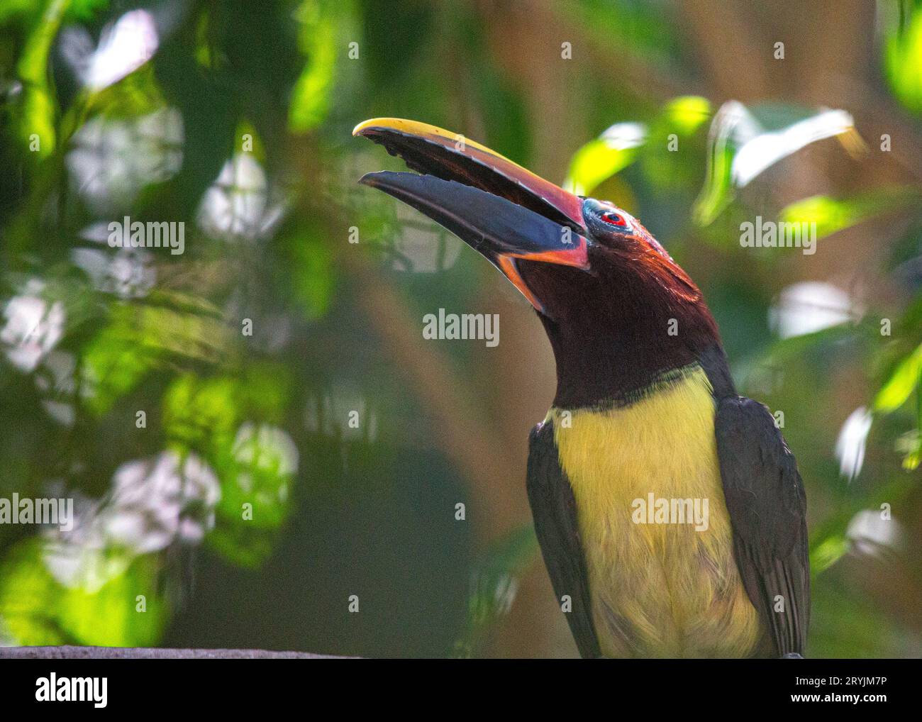 The Green Aracari (Pteroglossus viridis) is a vibrant toucan native to ...