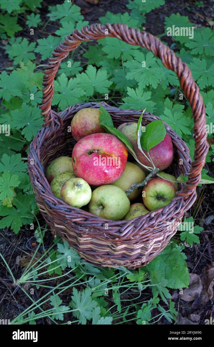 Apple harvest hi-res stock photography and images - Alamy