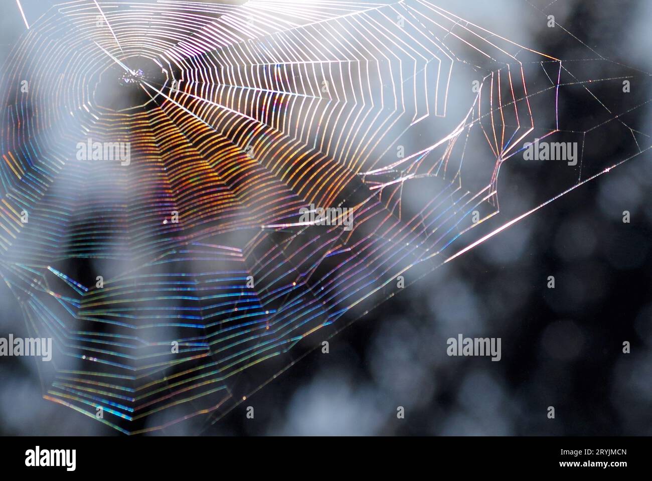 Indian spider hi-res stock photography and images - Alamy