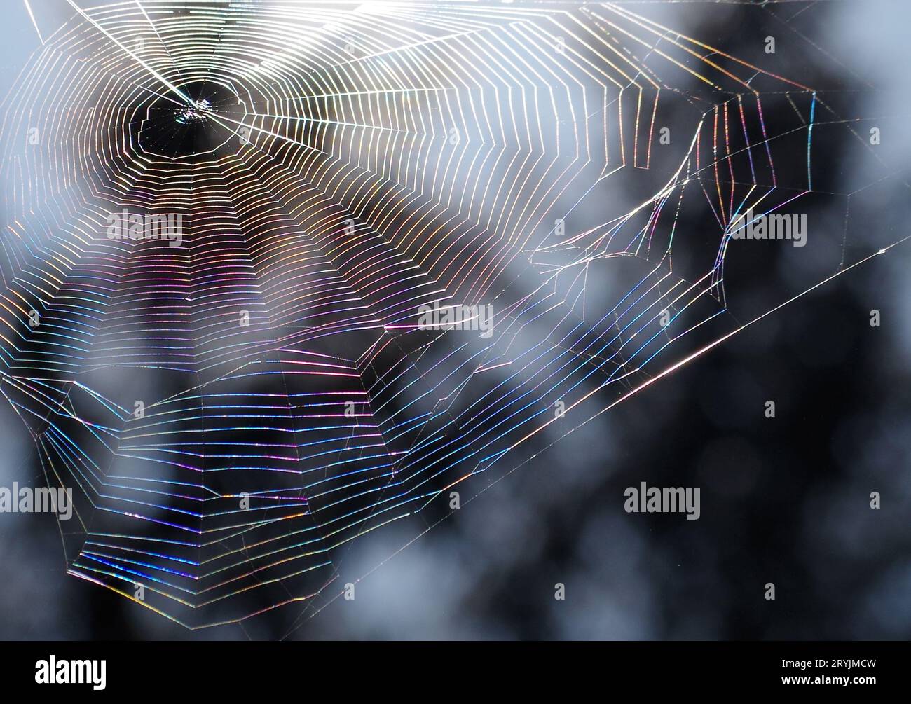 Indian spider hi-res stock photography and images - Alamy