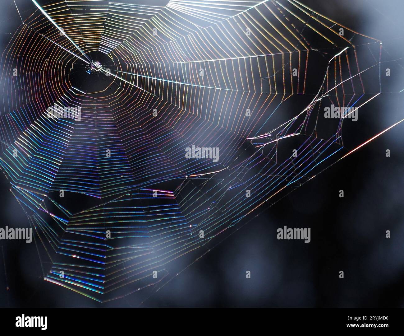 Indian spider hi-res stock photography and images - Alamy