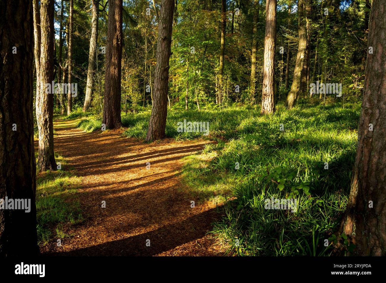 Woodland path at Braidwood, South LanarkshireDeciduous woodland in ...