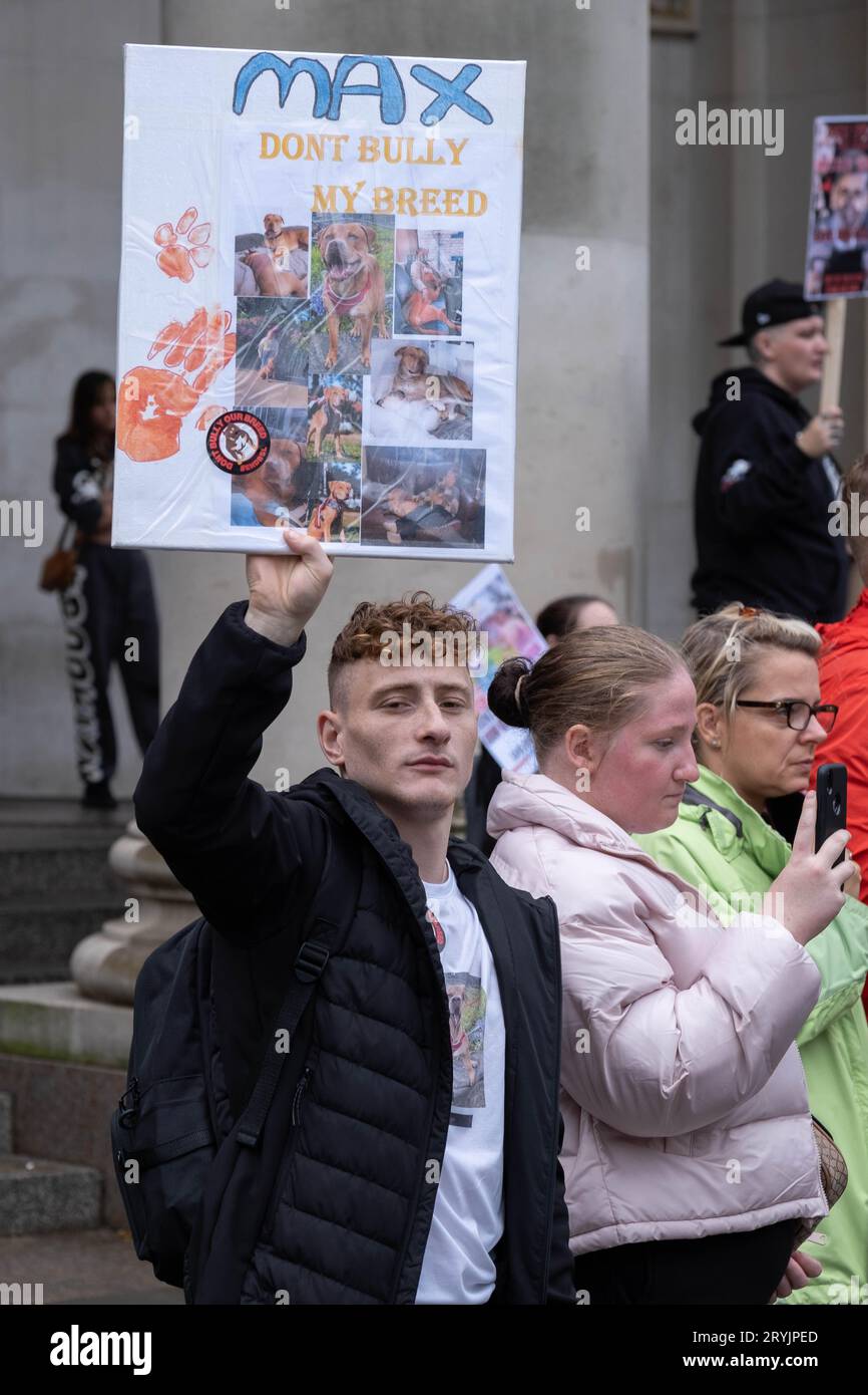 American xl bully breed control hi-res stock photography and images - Alamy