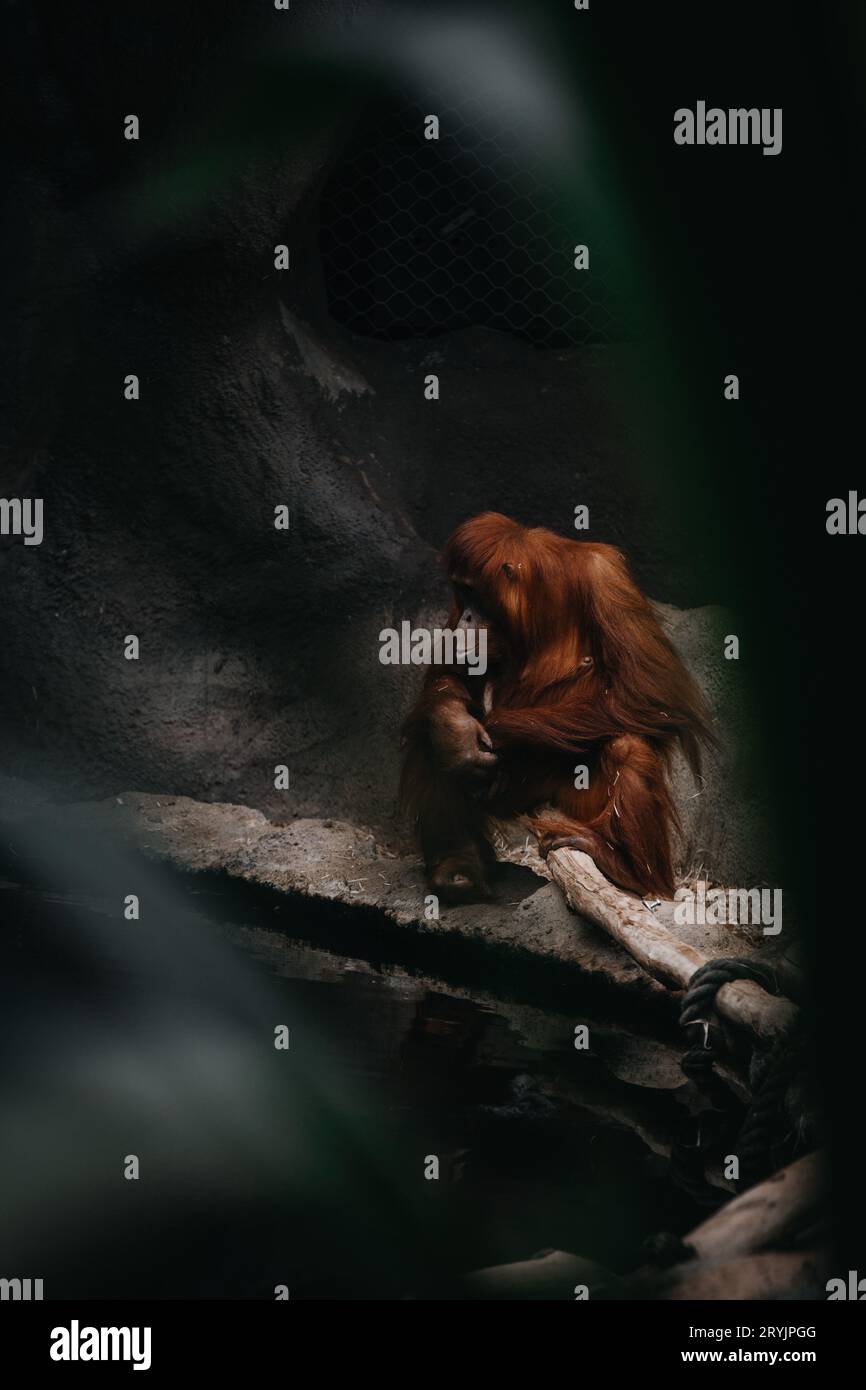 Monkey orangutan sitting and thinking Stock Photo - Alamy