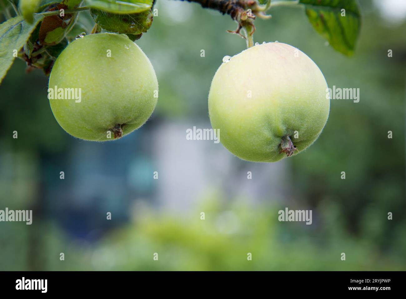 Leaf green apple tree hi-res stock photography and images - Alamy