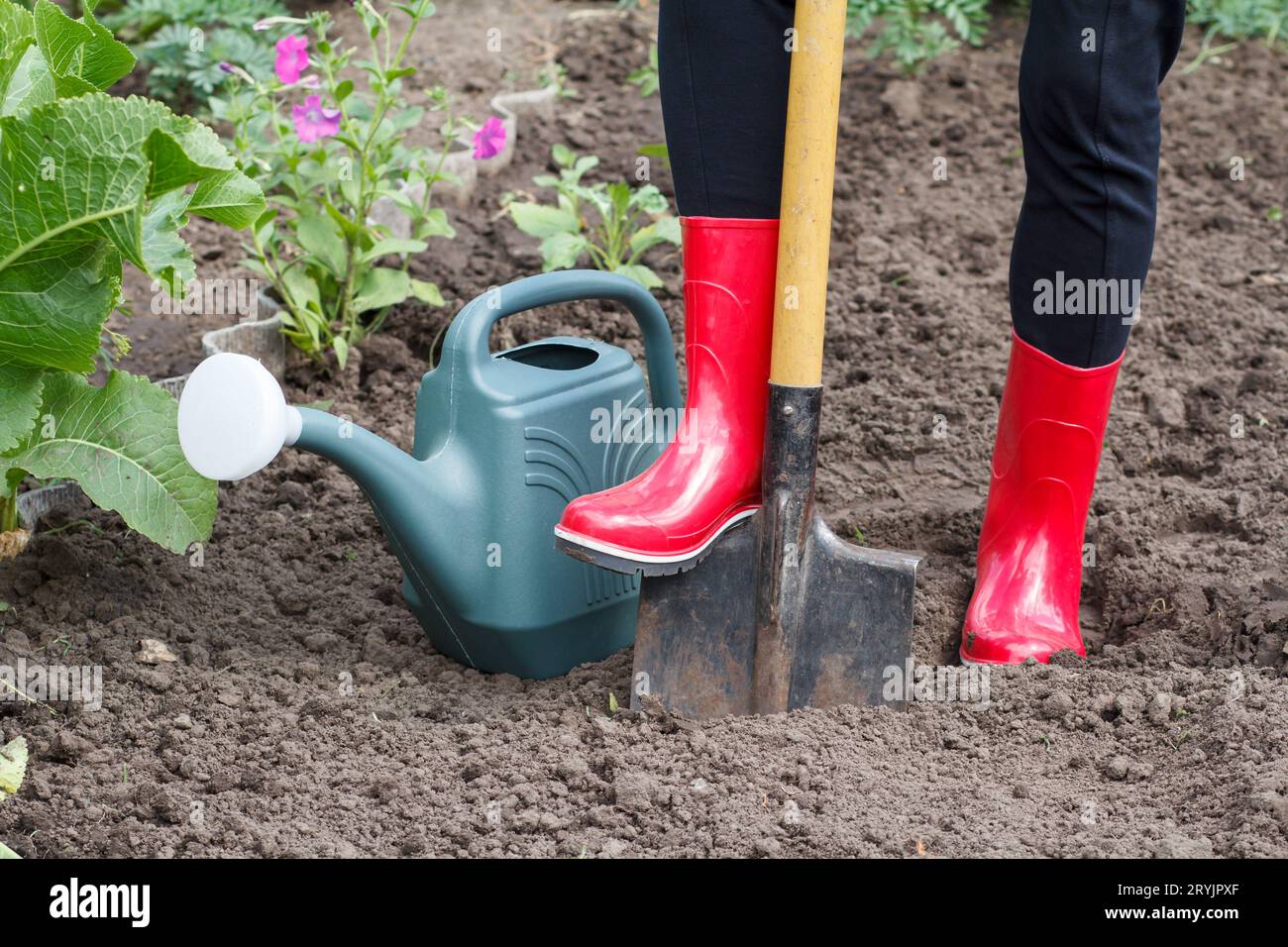 Gardener is digging soil on a bed. Female farmer digs in a garden Stock ...