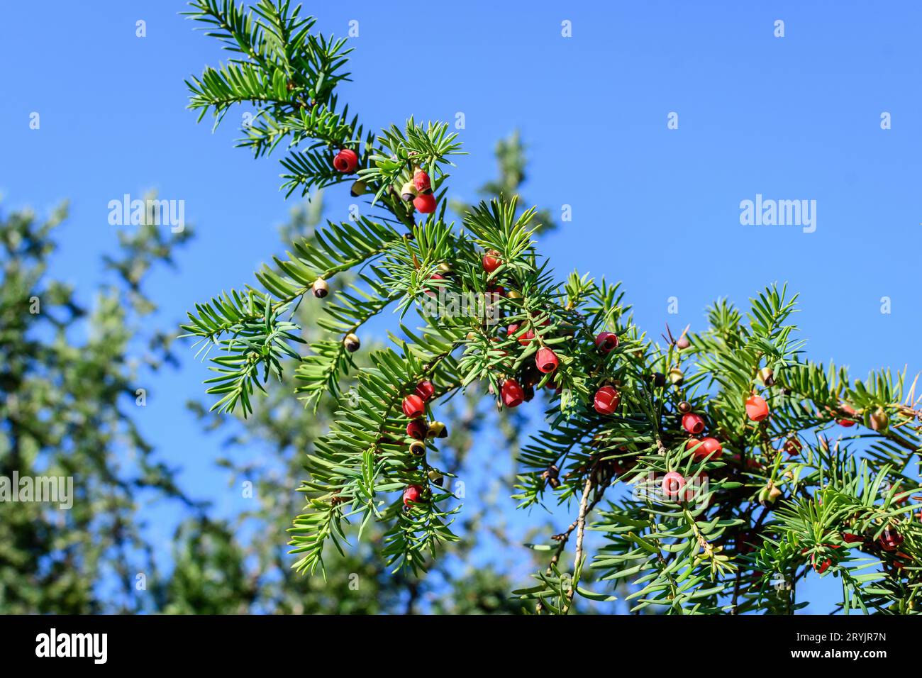Thuja fruits hi-res stock photography and images - Alamy