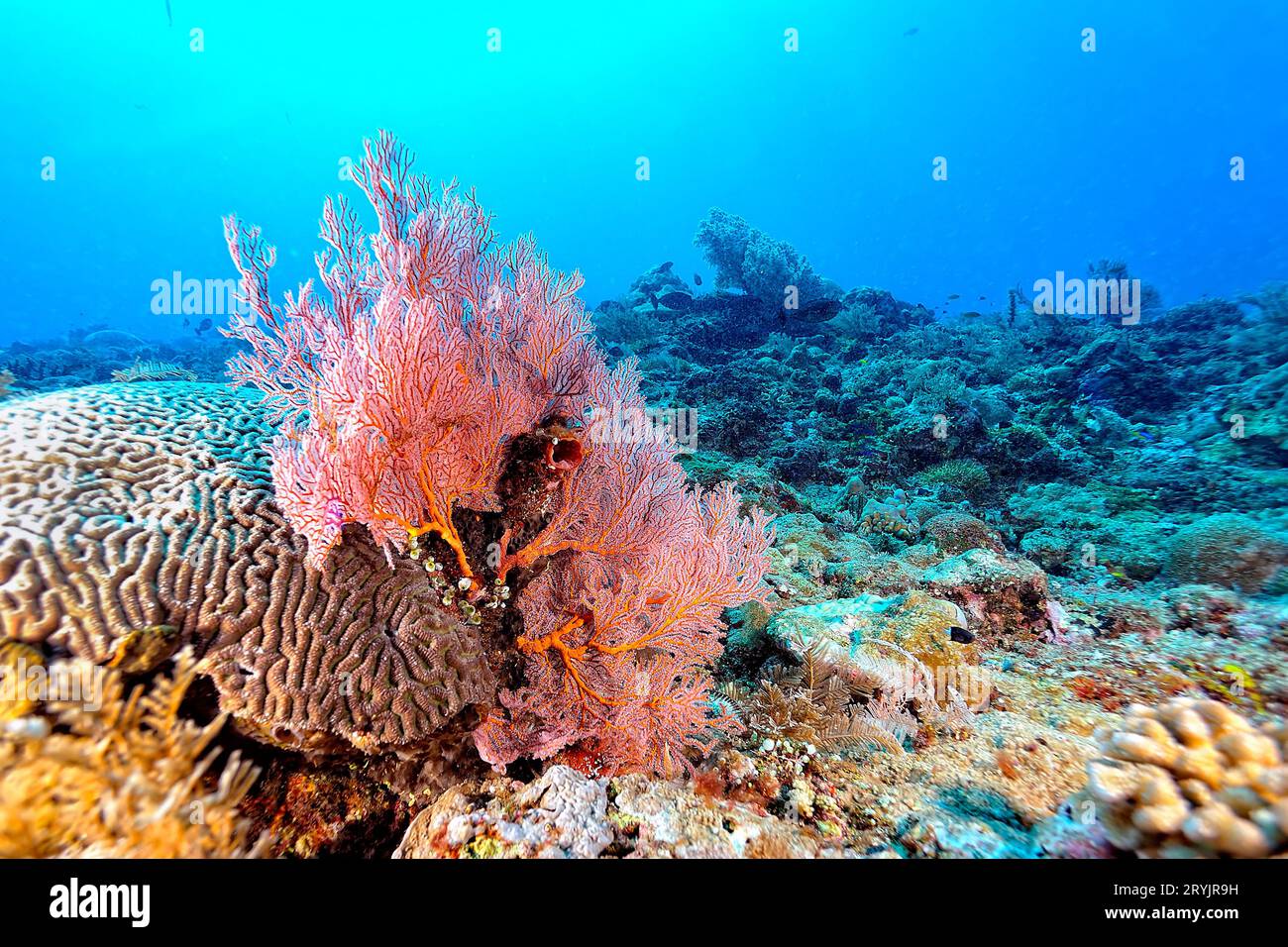 A picture of the coral reef Stock Photo - Alamy
