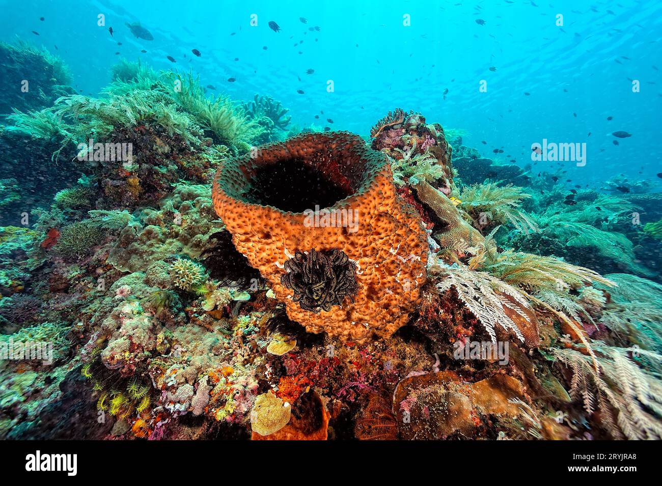 Big orange sponge hi-res stock photography and images - Alamy