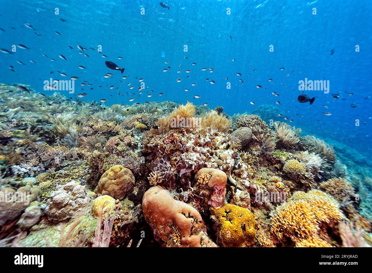 Underwater tropical healthy coral reef hi-res stock photography and ...
