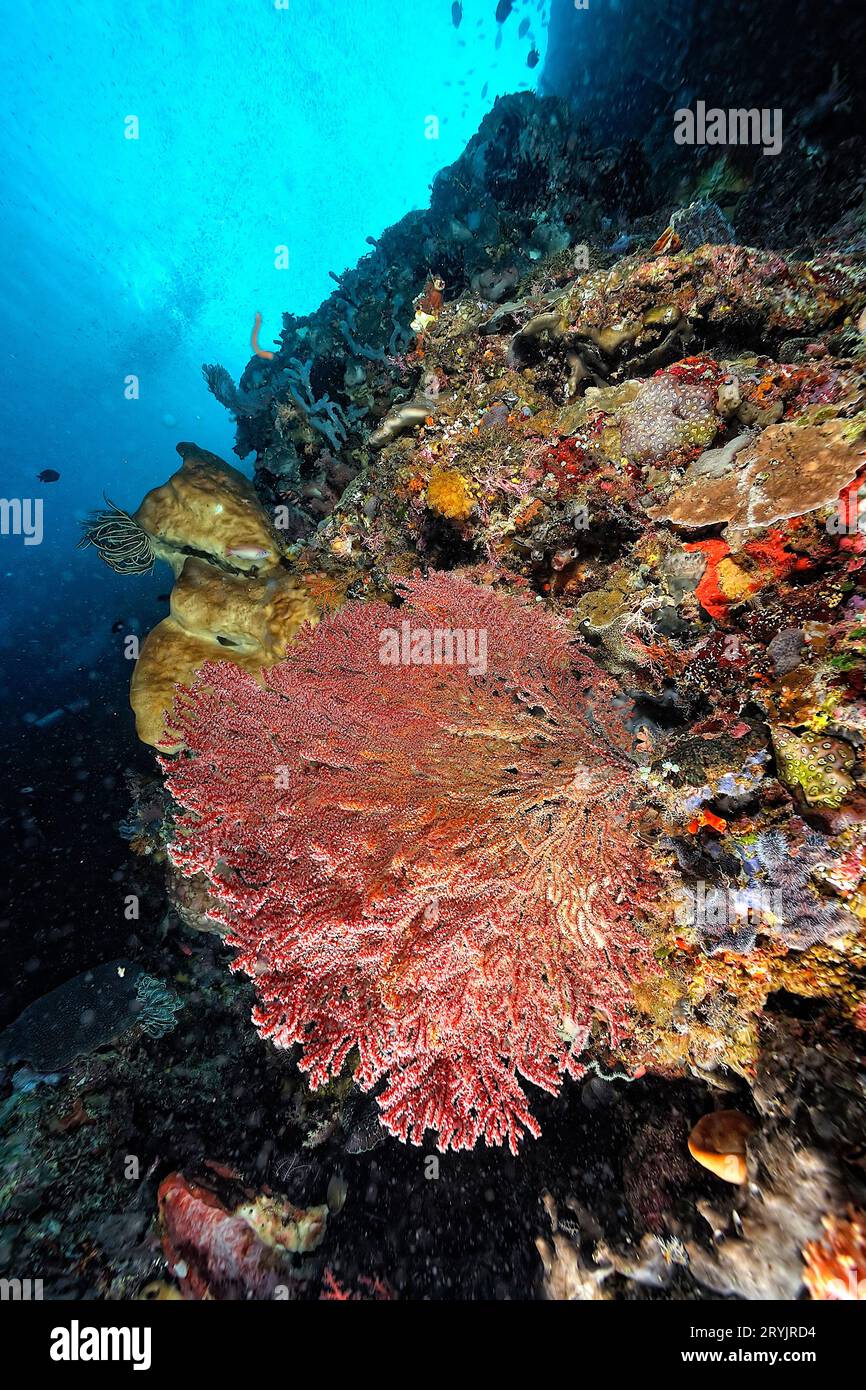 Healthy vibrant coral reef hi-res stock photography and images - Alamy