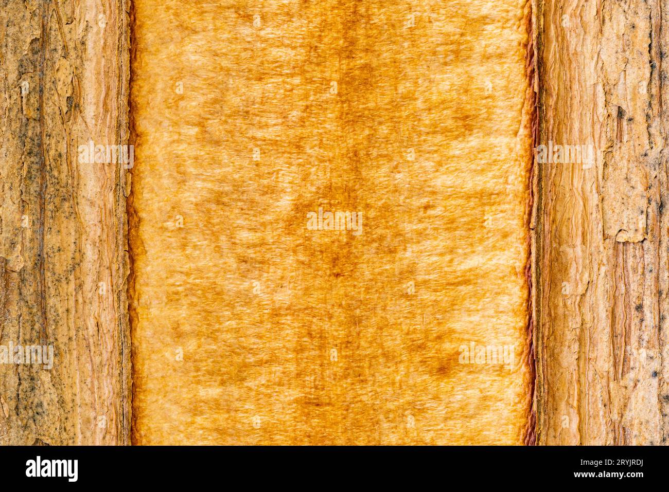 Top view or flat lay closeup texture of inner dry old empty tree seed ...