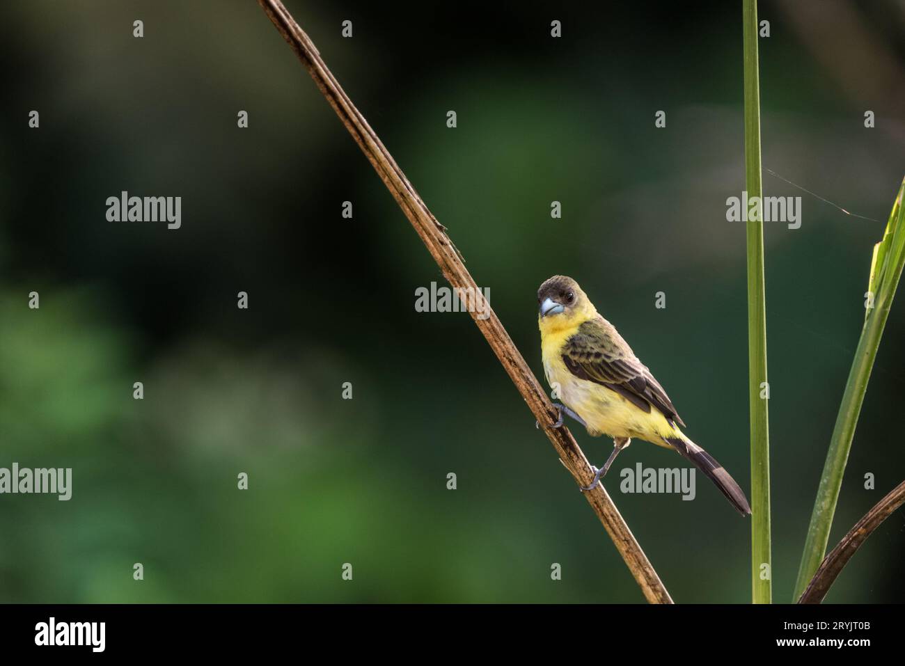 Perched female Flame-Rumped Tanager (Ramphocelus flammigerus) in ...