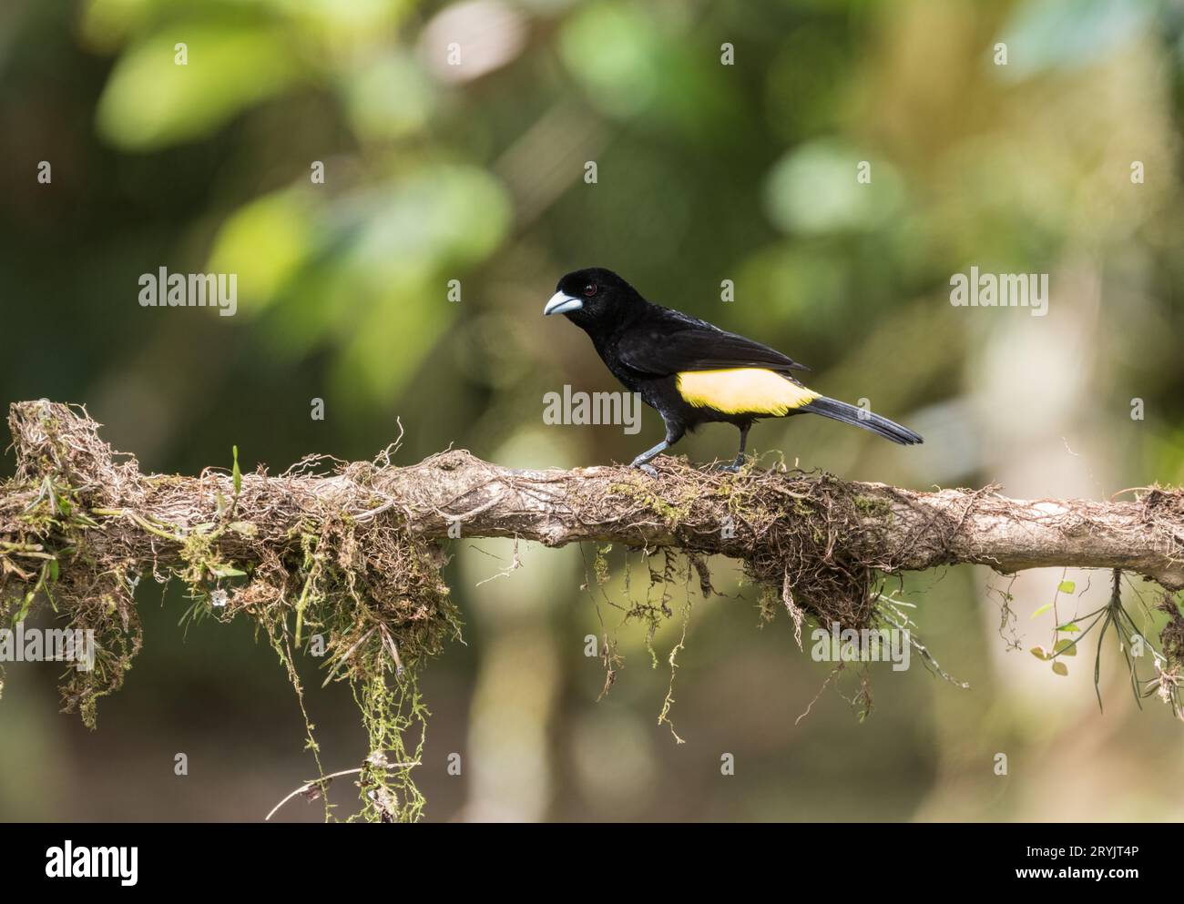 Perched male Flame-Rumped Tanager (Ramphocelus flammigerus) in Ecuador ...