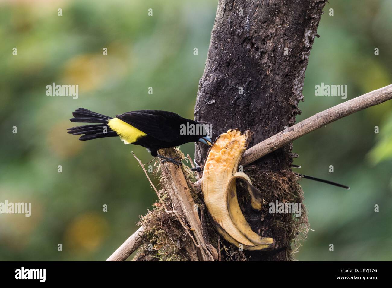 Male Flame-Rumped Tanager (Ramphocelus flammigerus) at banana bait in ...