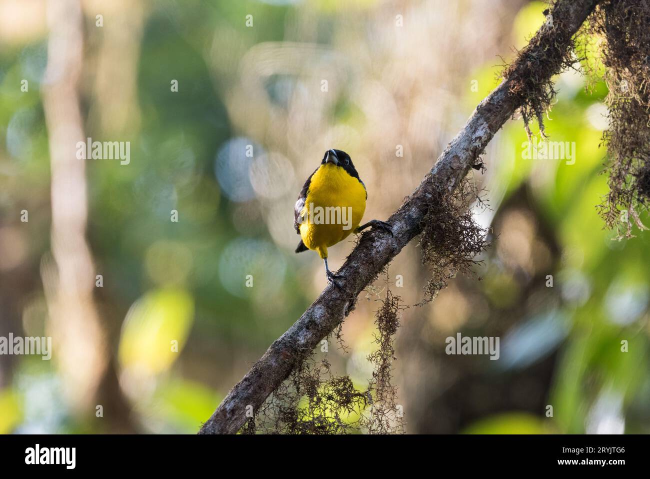 Kalin gagali ofonya hi-res stock photography and images - Alamy