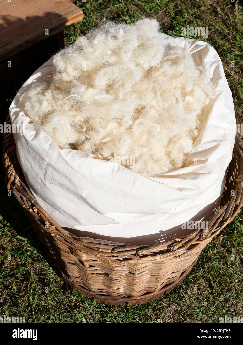 wicker basket with a pile of white wool shorn from the sheep to be ...