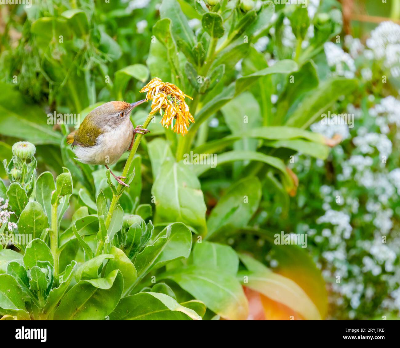 Common tailor bird nest hi-res stock photography and images - Alamy