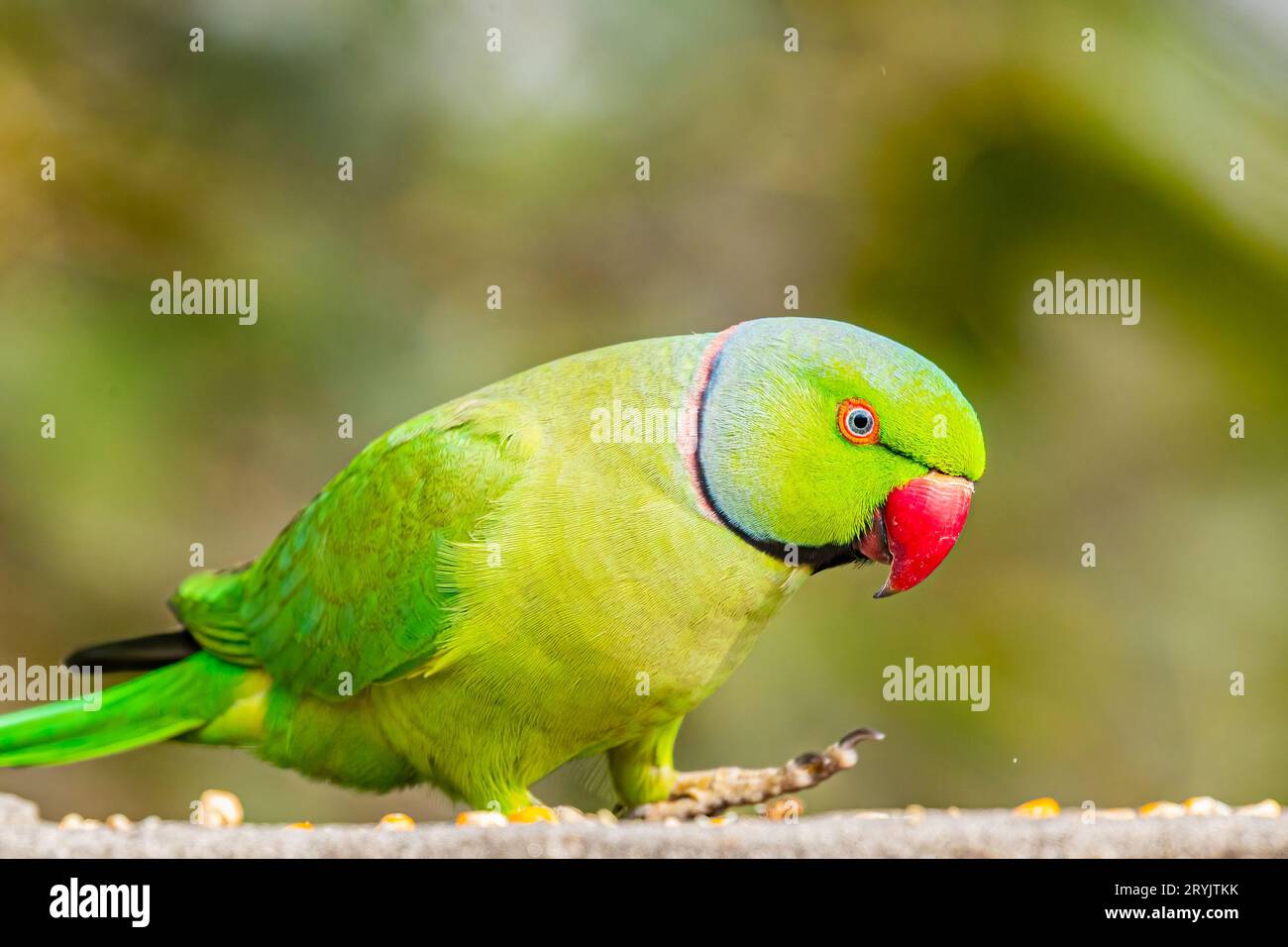 Bird pecking flower hi-res stock photography and images - Alamy