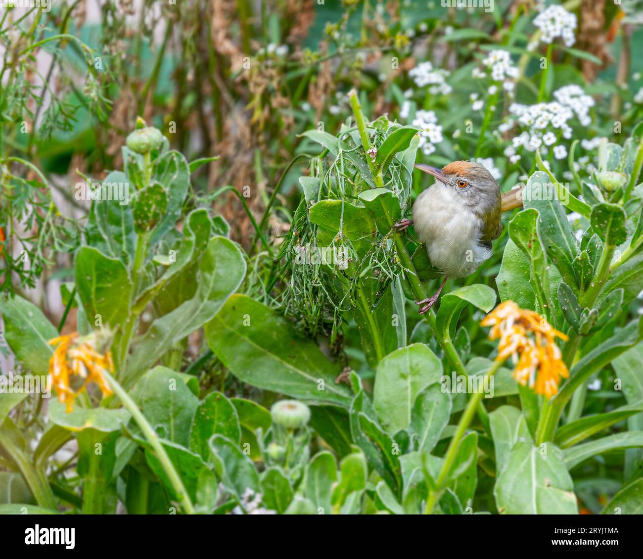 Common tailor bird nest hi-res stock photography and images - Alamy