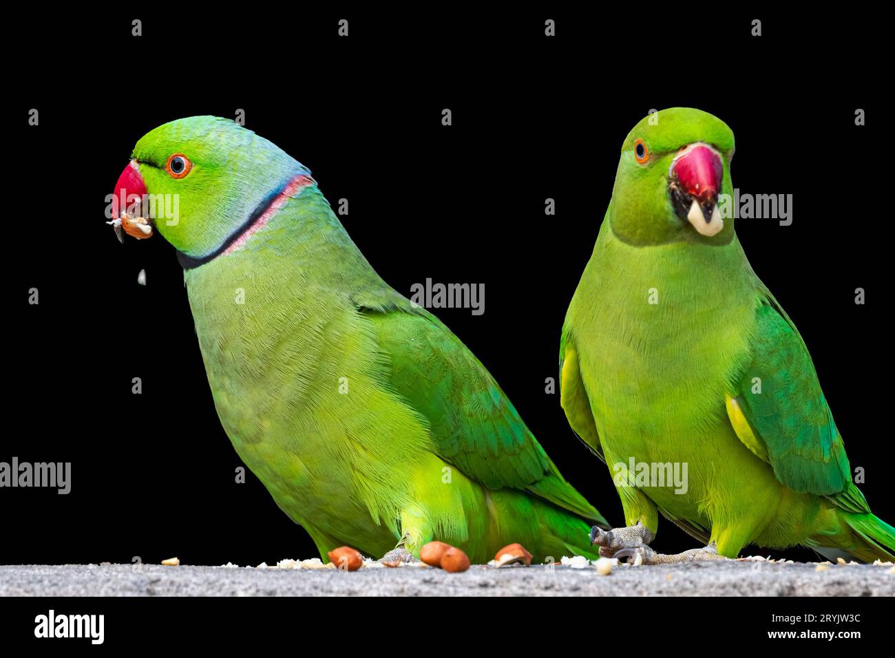 Pair red parrots yellow hi-res stock photography and images - Alamy