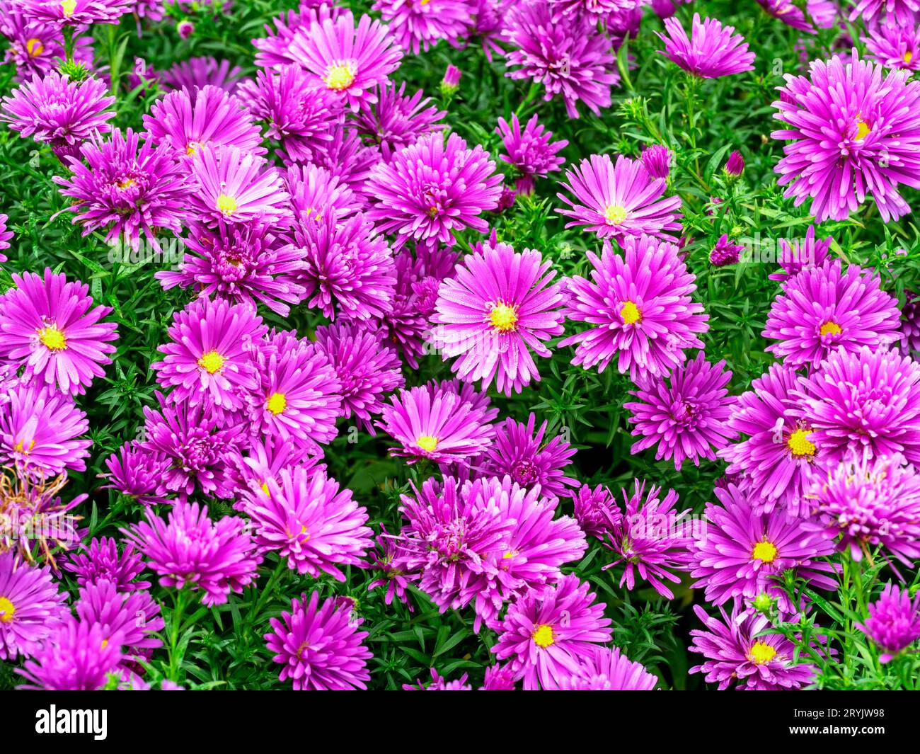 Flora of tonga hi-res stock photography and images - Alamy