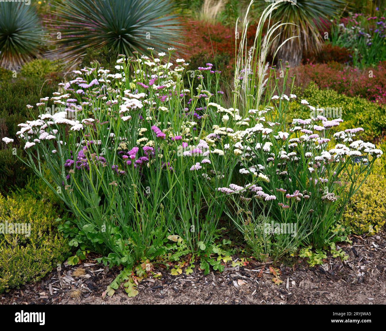 Closeup of the flowers of the summer flowering annual garden plant ...