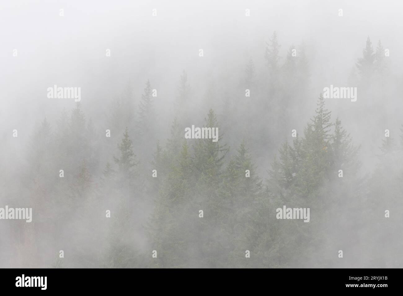 Mist rolling between green fir trees obscuring the view of nature Stock ...