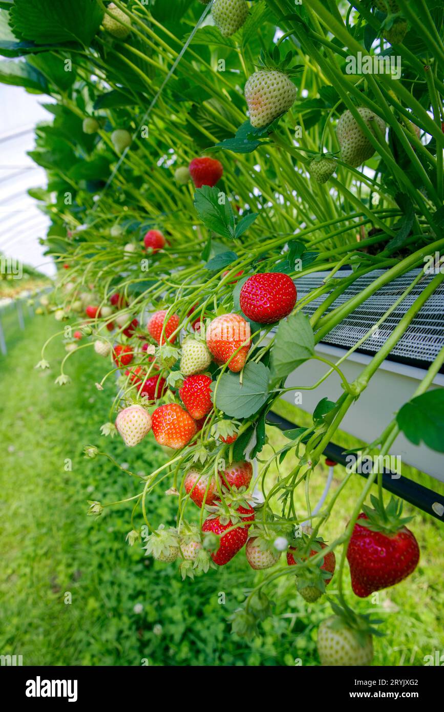 Strawberry plants with ripe fruits cultivated at a greenhouse at a ...