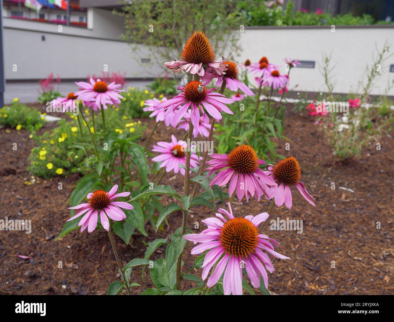 Echinacea Purpurea, the Eastern Purple Coneflower a North American ...