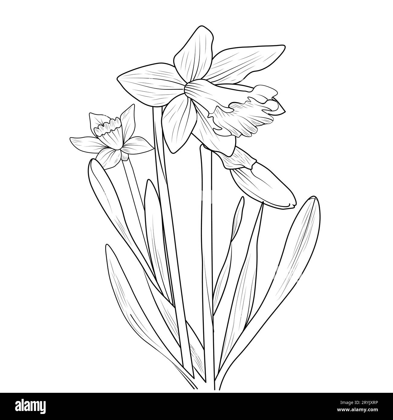 Daffodil Pencil Drawing