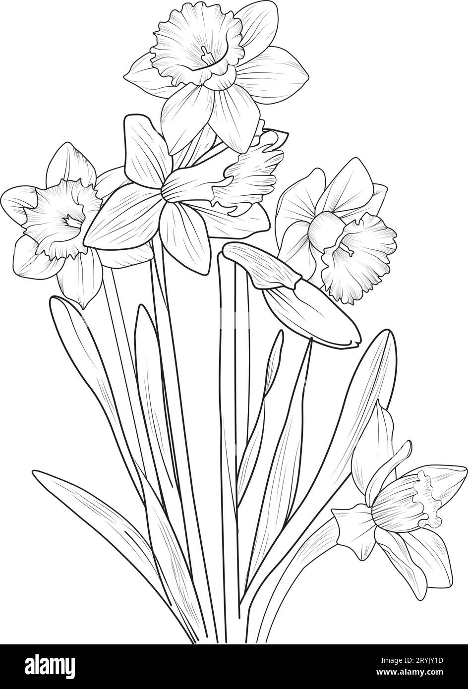 Daffodils illustration Stock Vector Images - Alamy