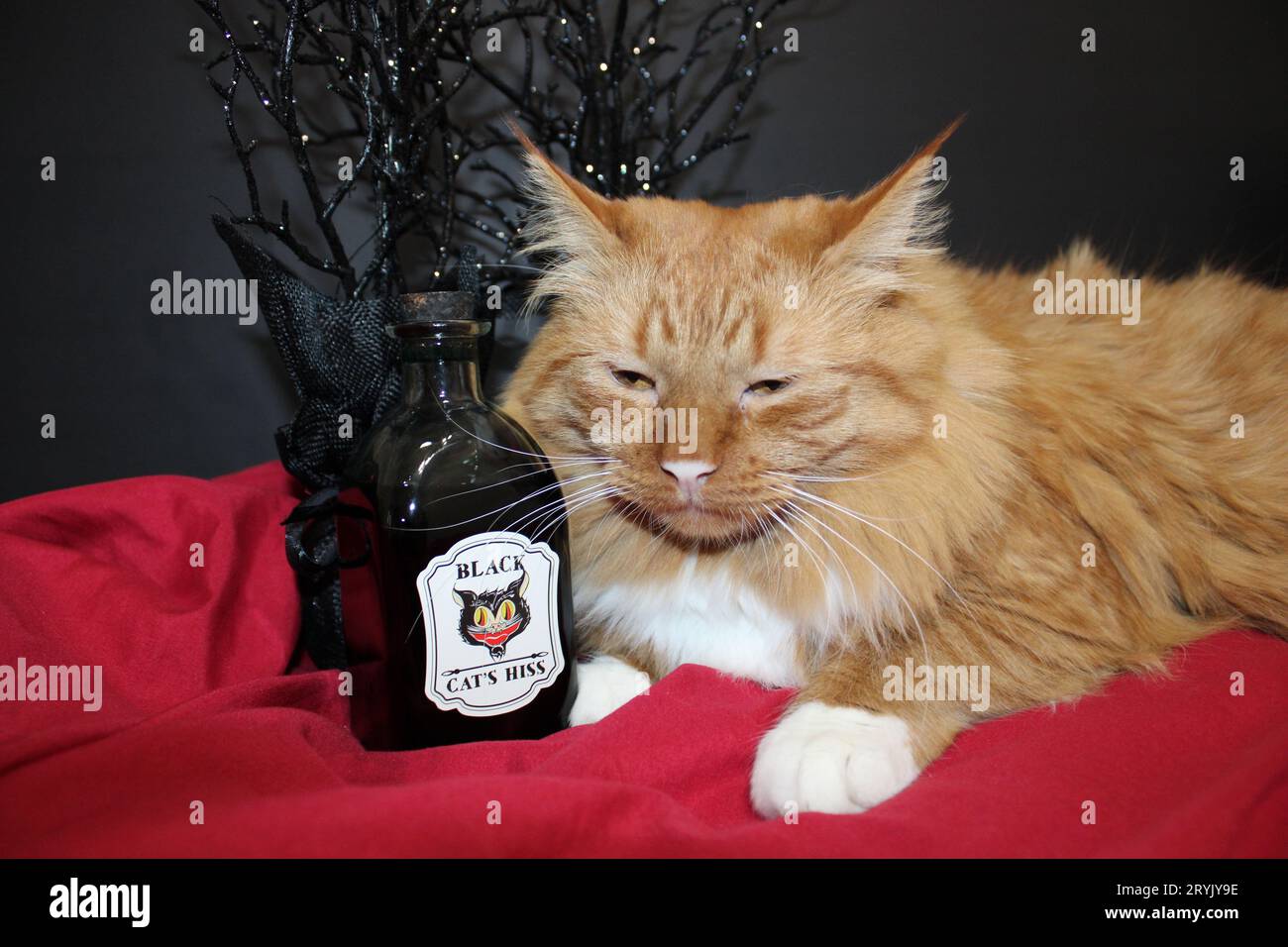 Orange Holiday Cat Stock Photo - Alamy