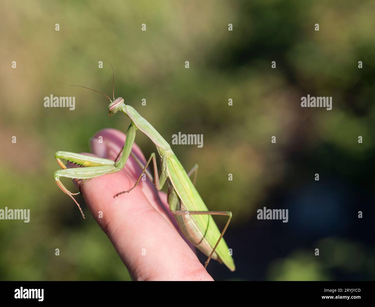 Human relationship with animal hi-res stock photography and images - Alamy