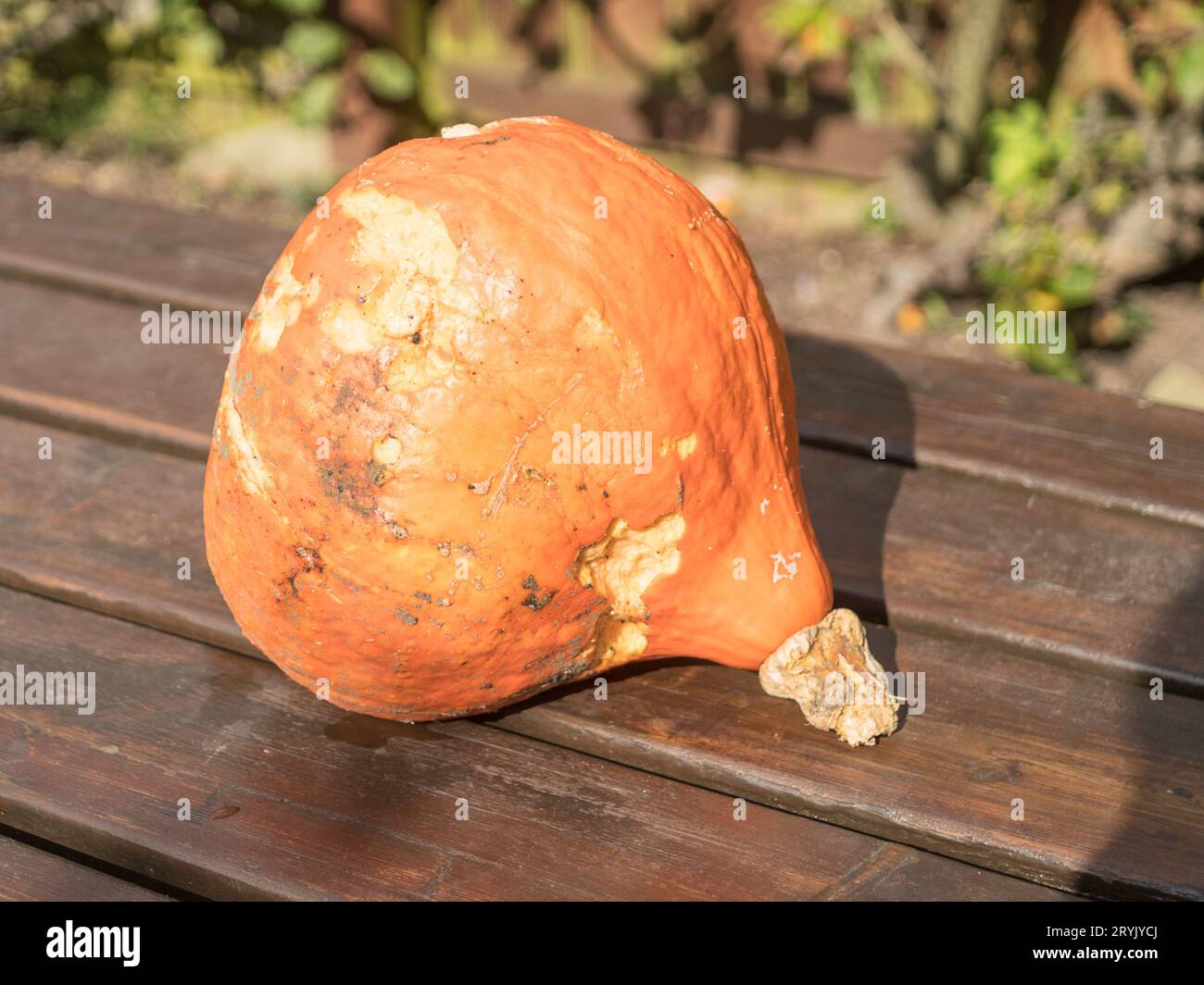 A red kuri squash showing rodent damage Stock Photo - Alamy