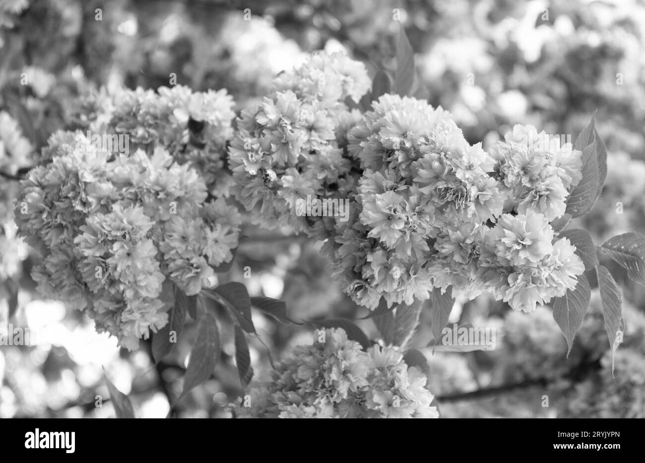 Japanese flowering cherry blossoms Black and White Stock Photos ...