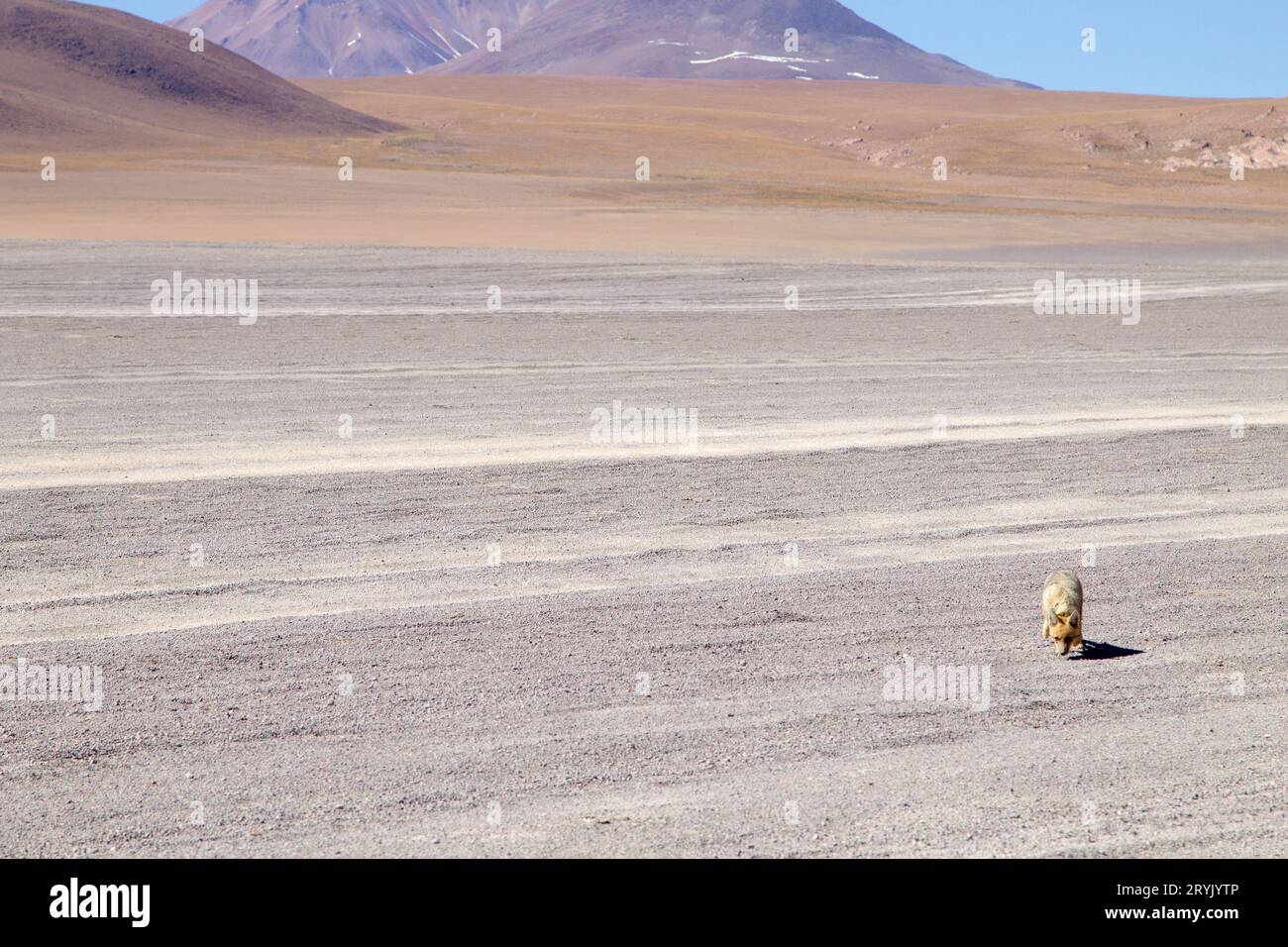 Rabbit wildlife andes andean hi-res stock photography and images - Alamy