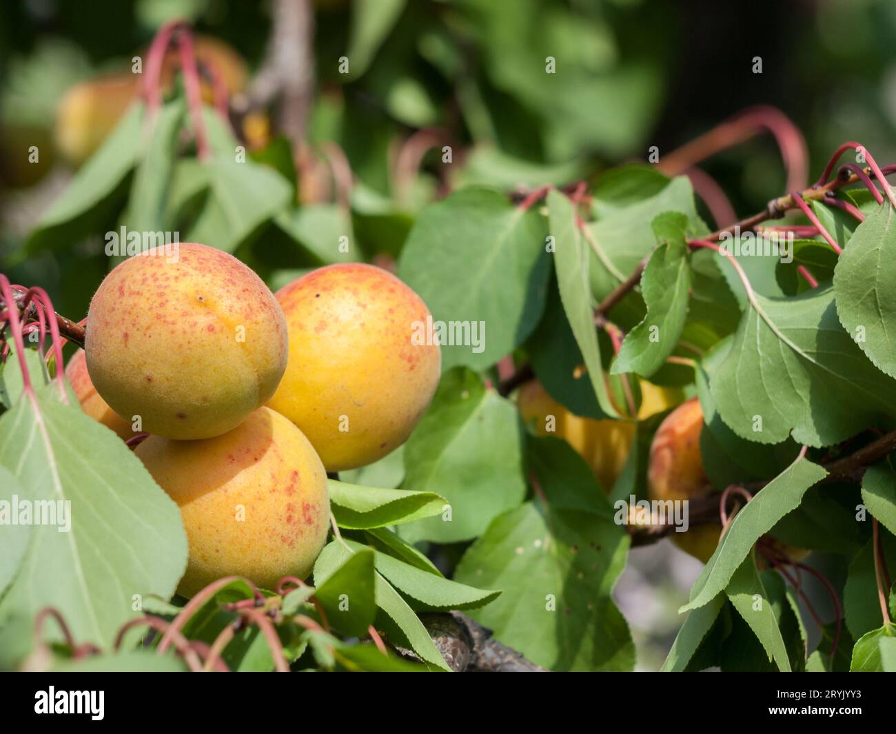 Farm garden fruits hi-res stock photography and images - Alamy