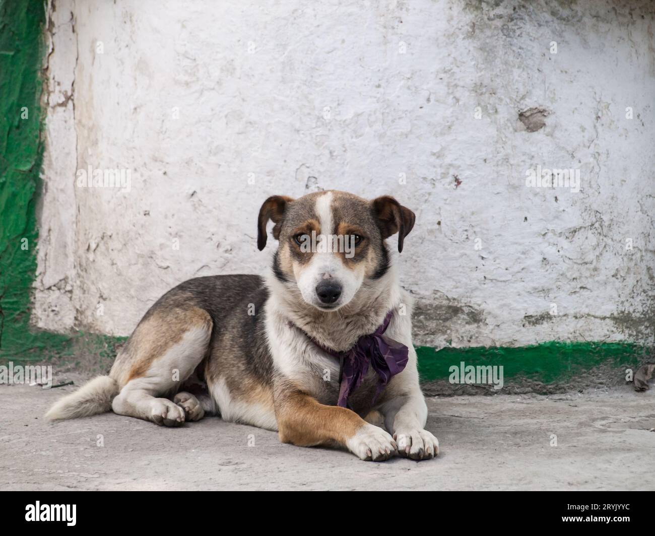 Homeless dog hi-res stock photography and images - Alamy