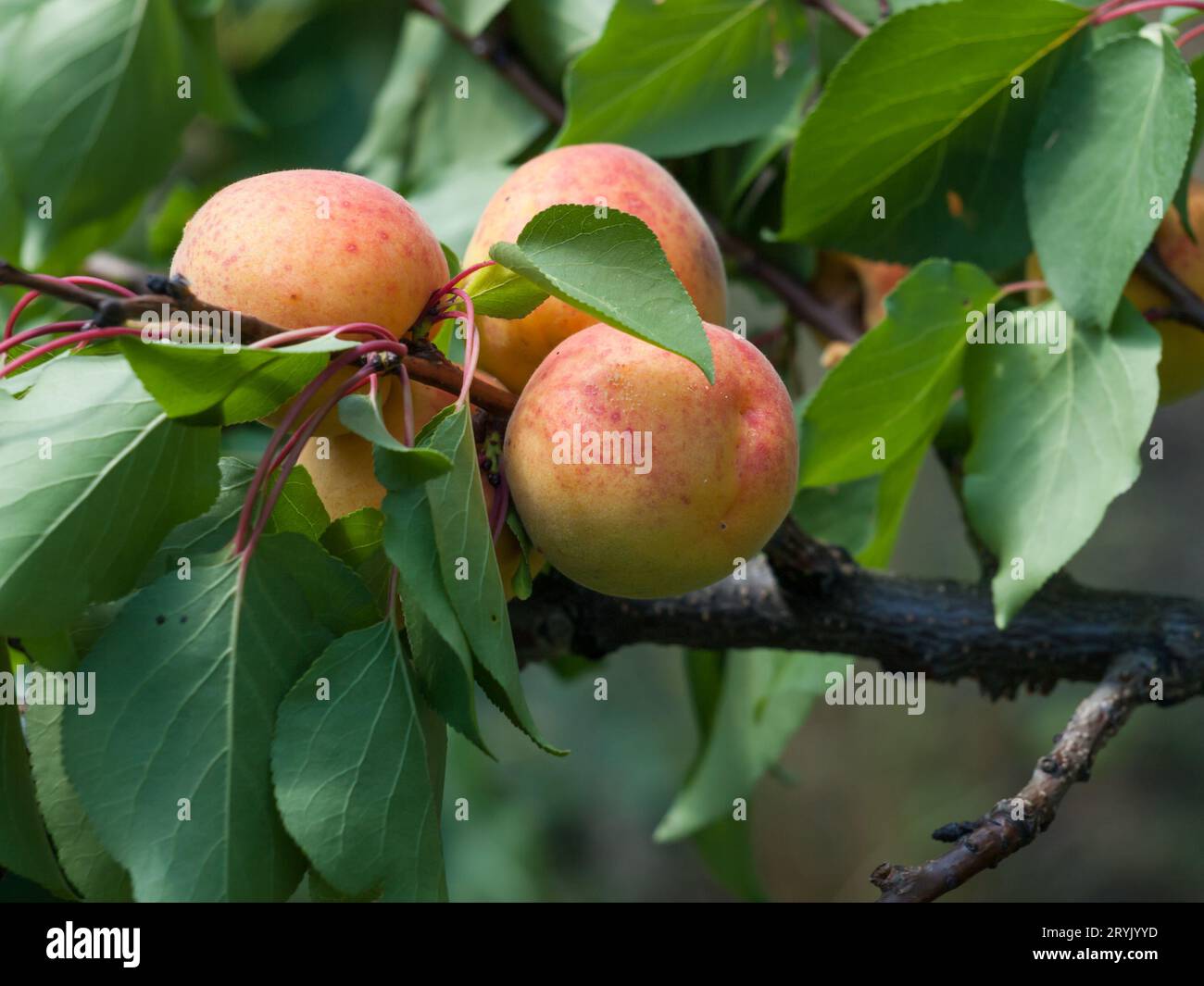 Branch of apricot tree with fruits in a garden Stock Photo - Alamy